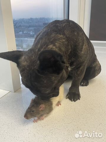 Крыса дамбо