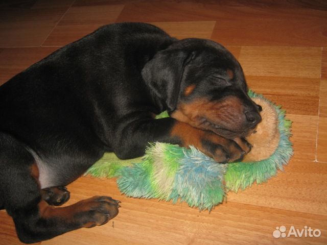 Щенки добермана