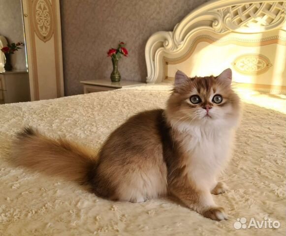 Котик золотой британский