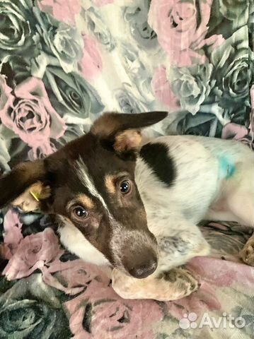 Щенок Лейси, стерилизована, 4 мес