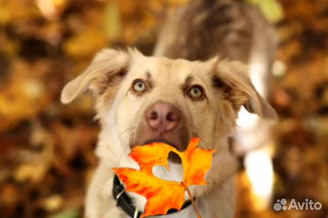 Лис в поисках хозяев (см. видео)