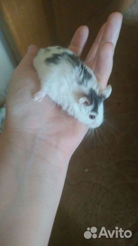 Джунгарский хомяк мальчик