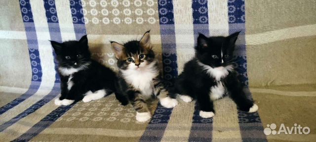 Продам Мэйкун котята, обращайтесь