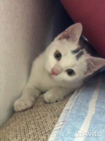 Белоснежный котенок ищет дом
