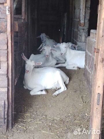 Козы, молодняк