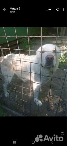 Алабай в добрые руки