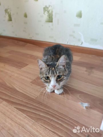 Кошки в добрые руки бесплатно