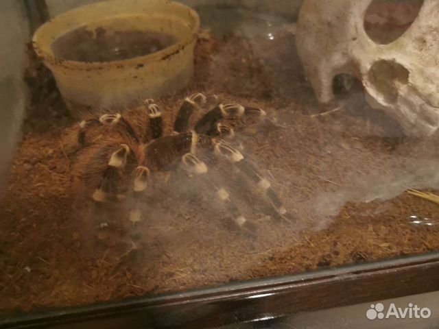 Паук птицеед вместе с террариумом