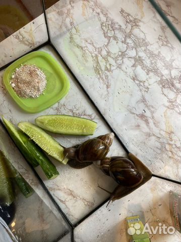 Улитки ахатины в добрые руки