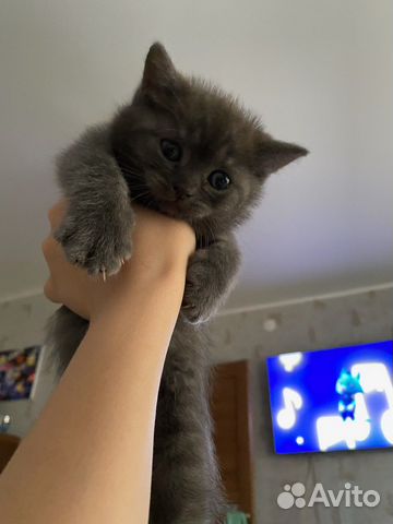 Шотланский прямоухий котенок