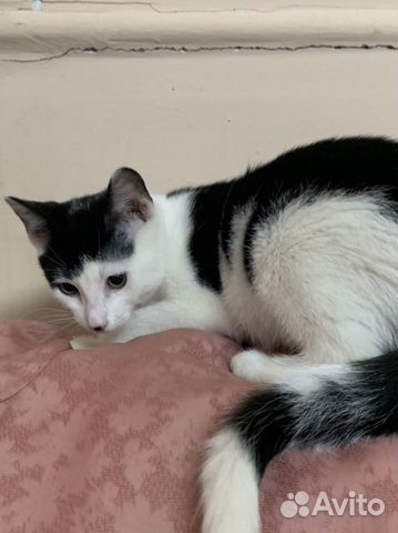 Котенок-охотница