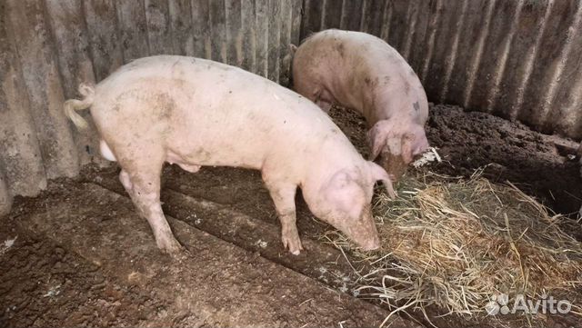 Поросята на племя