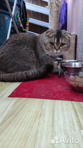 Шотландец вислоухий