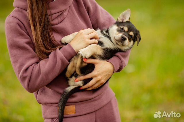 Замечательный щенок мальчик в добрые руки