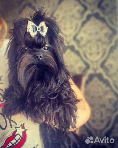 Чёрные йорки мальчики