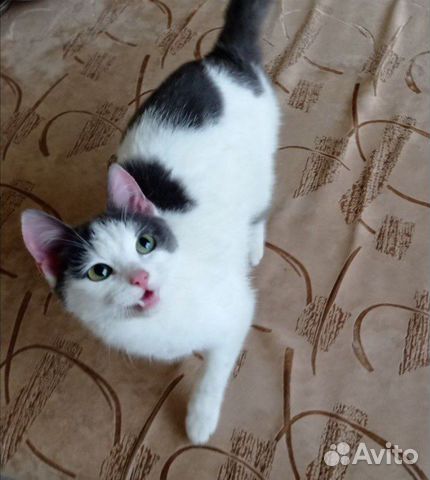 Котенок в добрые руки