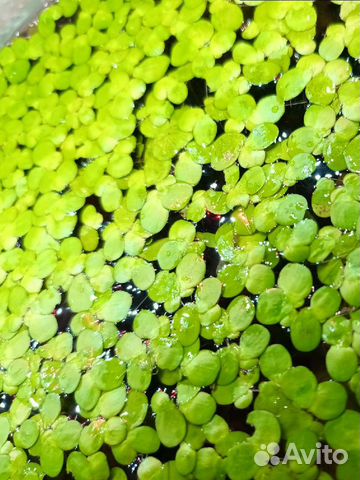 Многокоренник-аквариумное растение