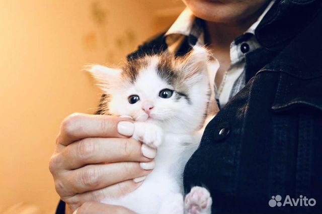 Малыш Кексик