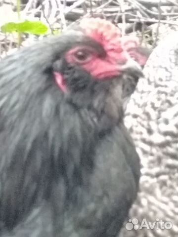 Молодняк птицы