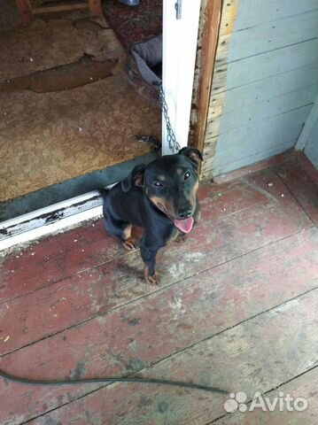 Цвергпинчер