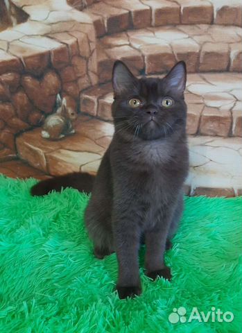 Шотландские прямоухие котята