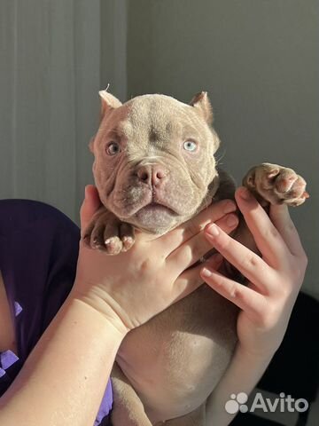 Американский булли