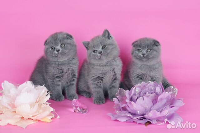 Прекрасные котята