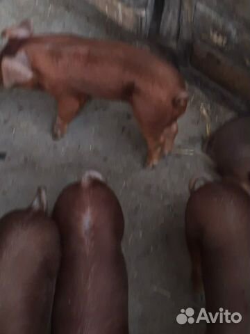 Продаются поросята дюрки