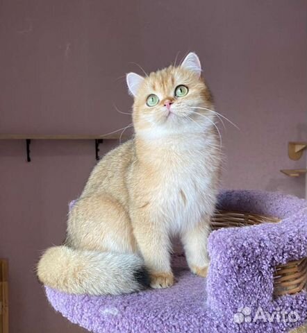 Шиншилла девочка ny11