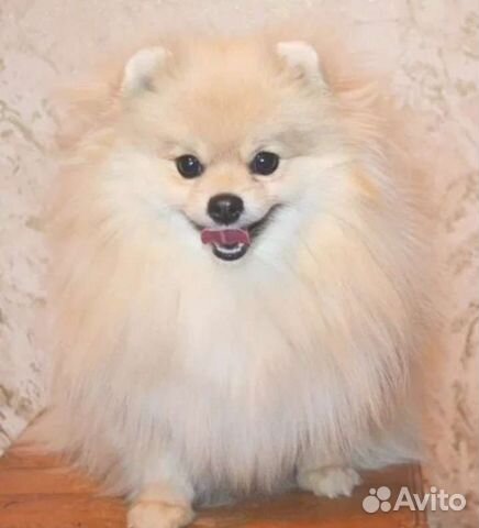 Померанский шпиц в добрые руки
