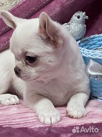 Чудная Снежинка