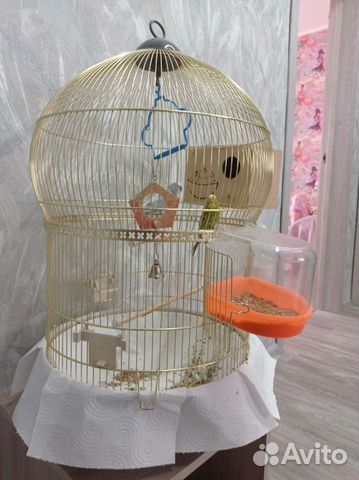 Пара волнистых попугаев