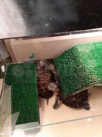 Красноух.черепах. Бесплатно - Отдам в хорошие руки