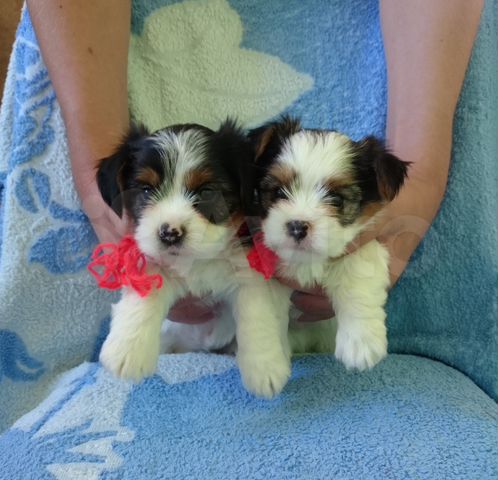 Клубные Малыши из питомника