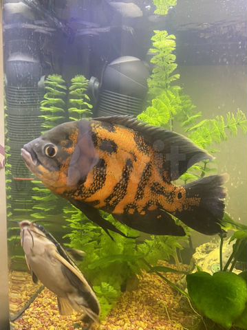 Астронотусы