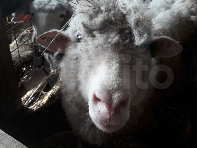 Овца меринос Ярка