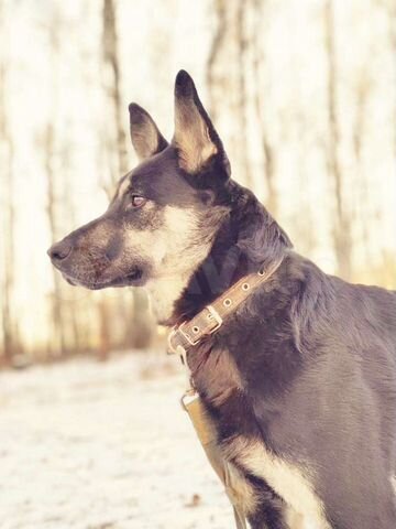 Классный Макс хочет домой