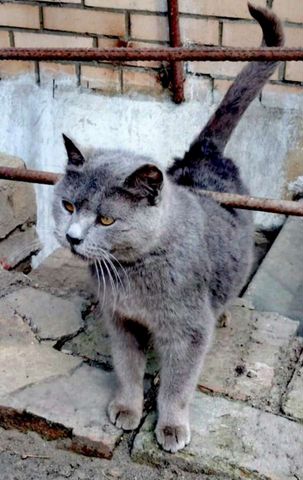 Кошки