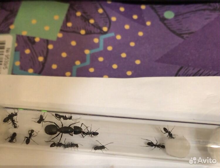 Муравьи Camponotus vagus