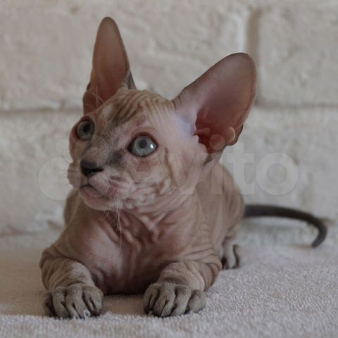 Мальчик украинский левкой сфинкс