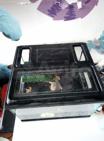 Черепаха с аквариумом