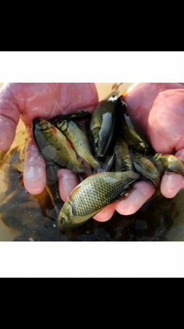 Малёк карася