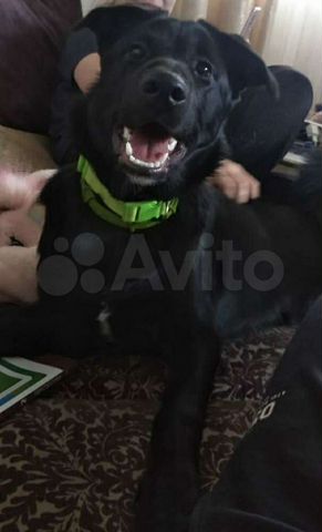 Собака в добрые руки привезу