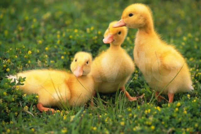 Утята ст5 вывод 27.04