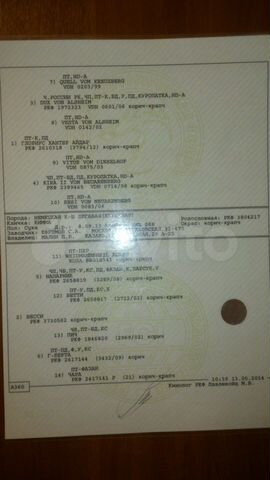 Щенки породы немецкий курцхаар