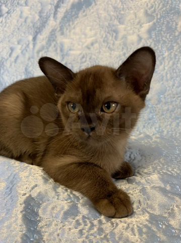 Бурманская кошка, котята