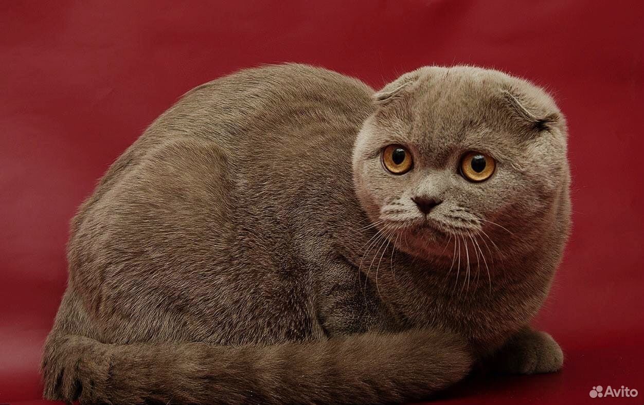 Отдам британских породистых кошек