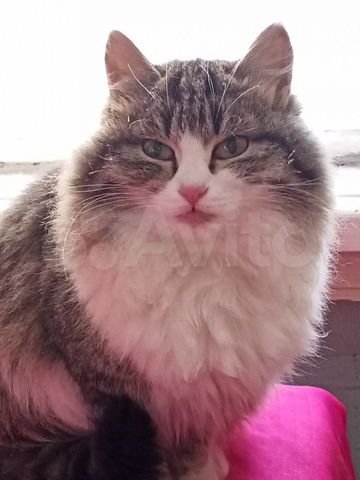 Отдам кошку в добрые руки