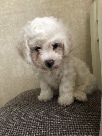 Бишон фризе щенки