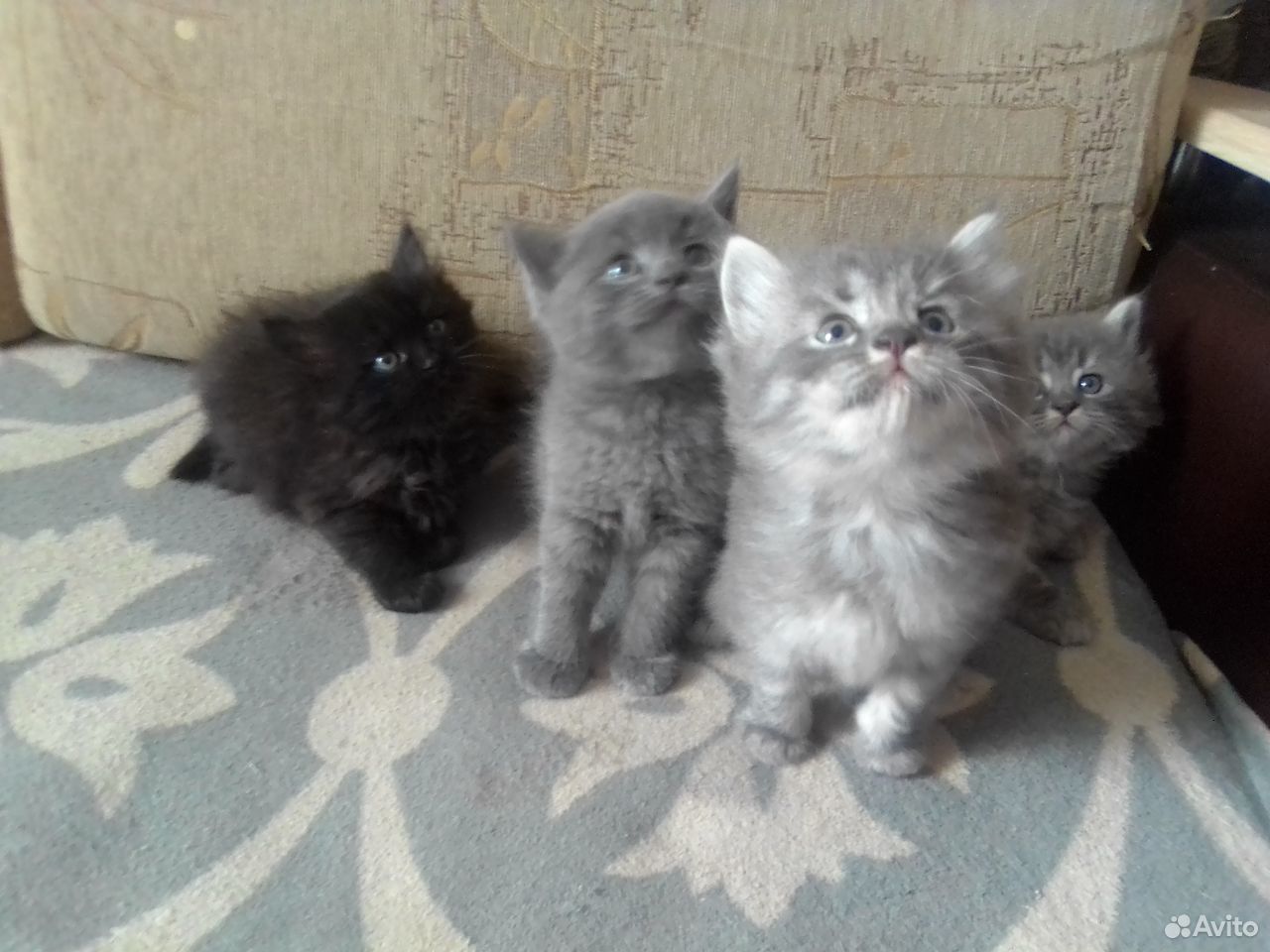 Котята